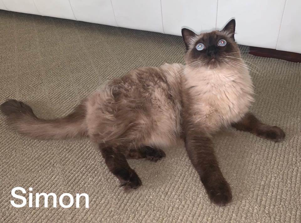 Simon (cat) - Male Ragdoll Mix Cat in QLD - PetRescue