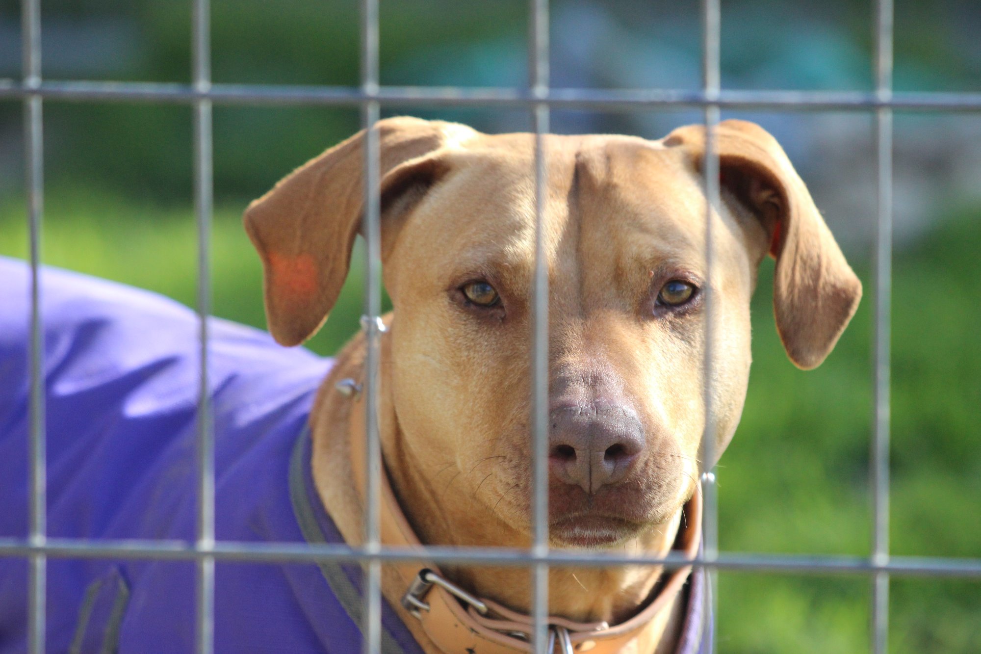 molly - Medium Female Hungarian Vizsla Dog in VIC - PetRescue
