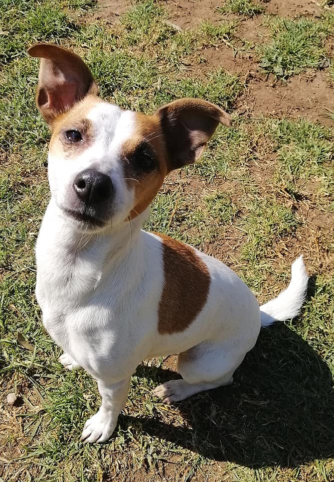 Lucy - Small Female Jack Russell Terrier Dog in NSW - PetRescue