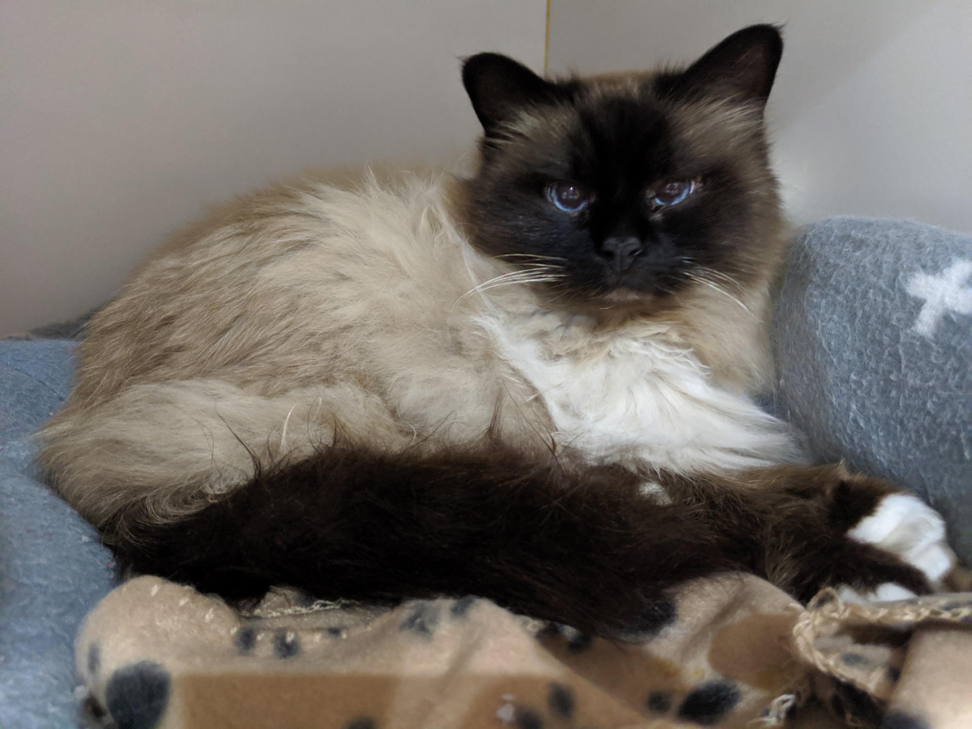 Aslan - Male Birman Cat in VIC - PetRescue