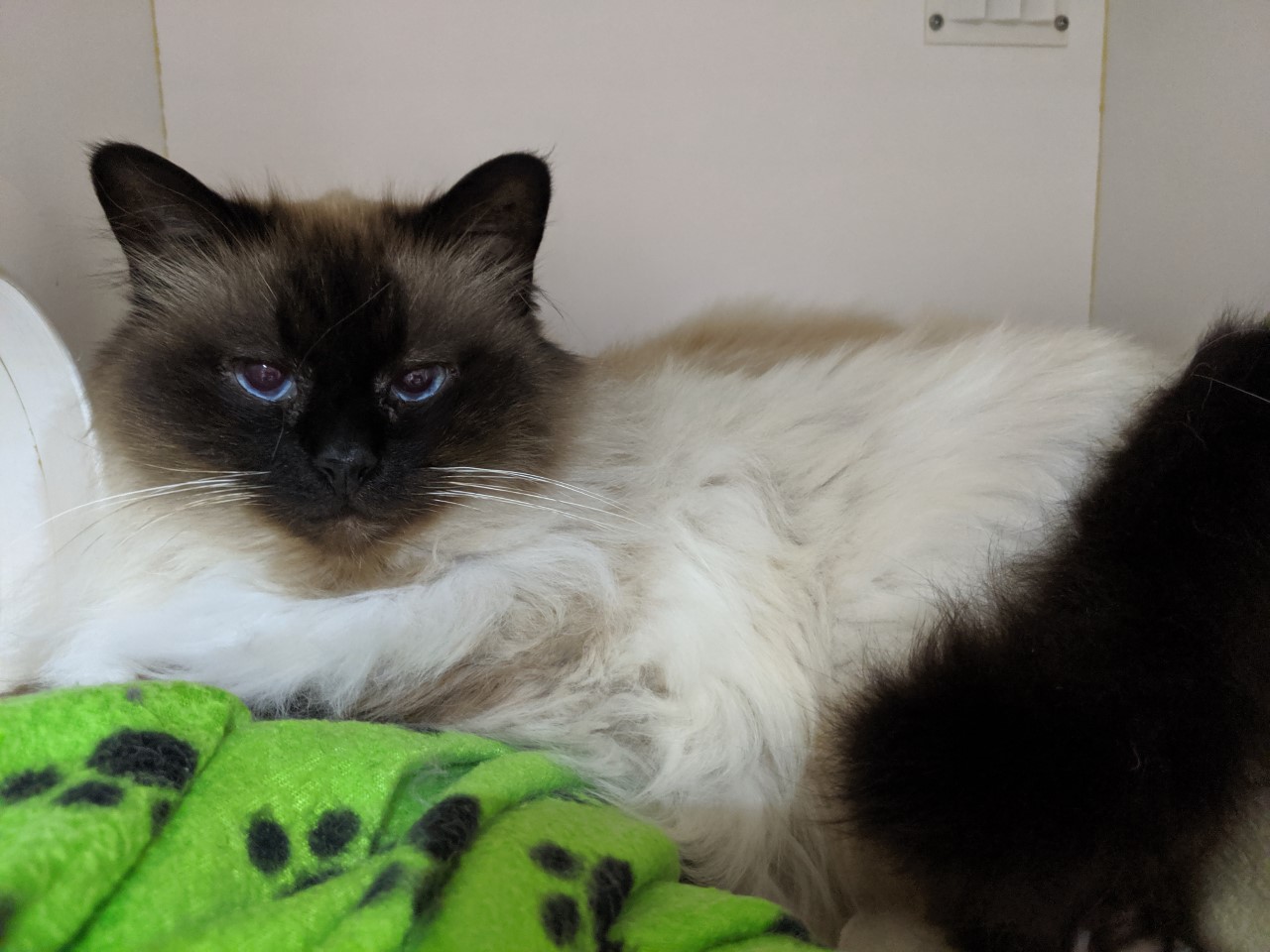 Archimedes - Male Birman Cat in VIC - PetRescue