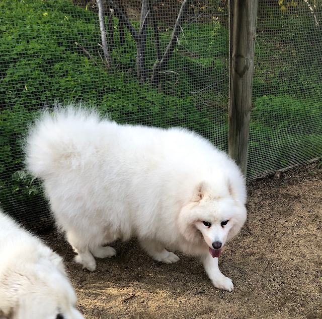 Winnie - Medium Female Samoyed Dog in VIC - PetRescue