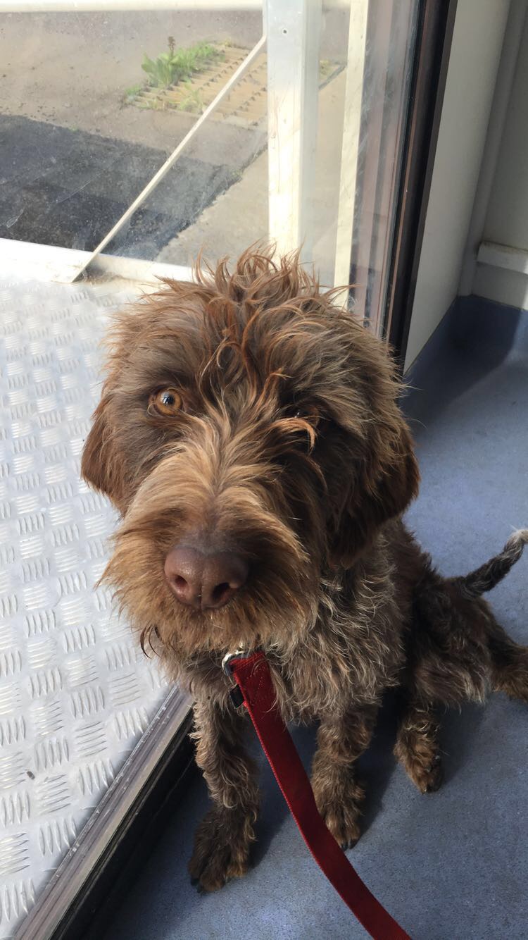 Elke - 47649 - Medium Female German Wirehaired Pointer Dog in VIC ...