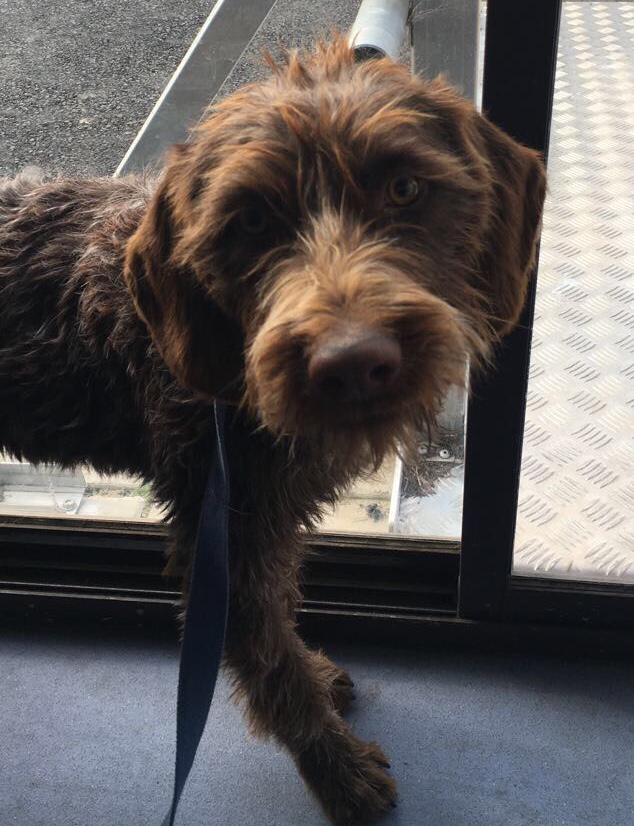 Thea - 47650 - Medium Female German Wirehaired Pointer Dog in VIC ...