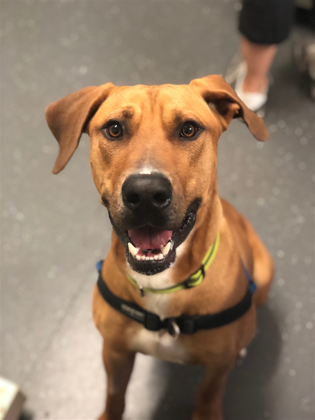 Jimbo - Large Male Bull Arab x Rhodesian Ridgeback Mix Dog in QLD ...