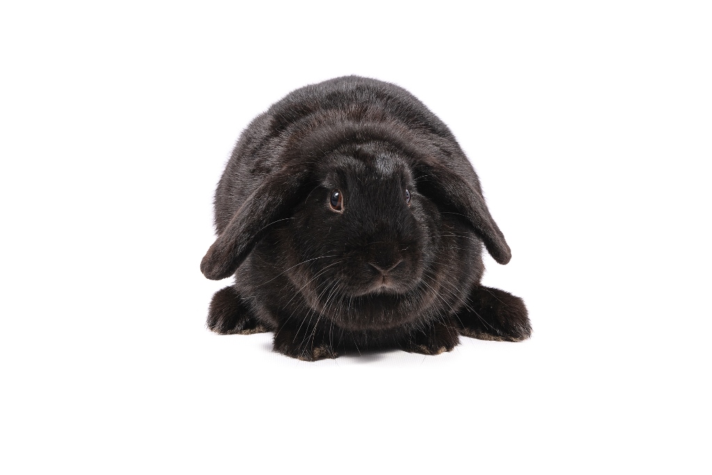 Cottontail - Female Lop Eared Rabbit in NSW - PetRescue