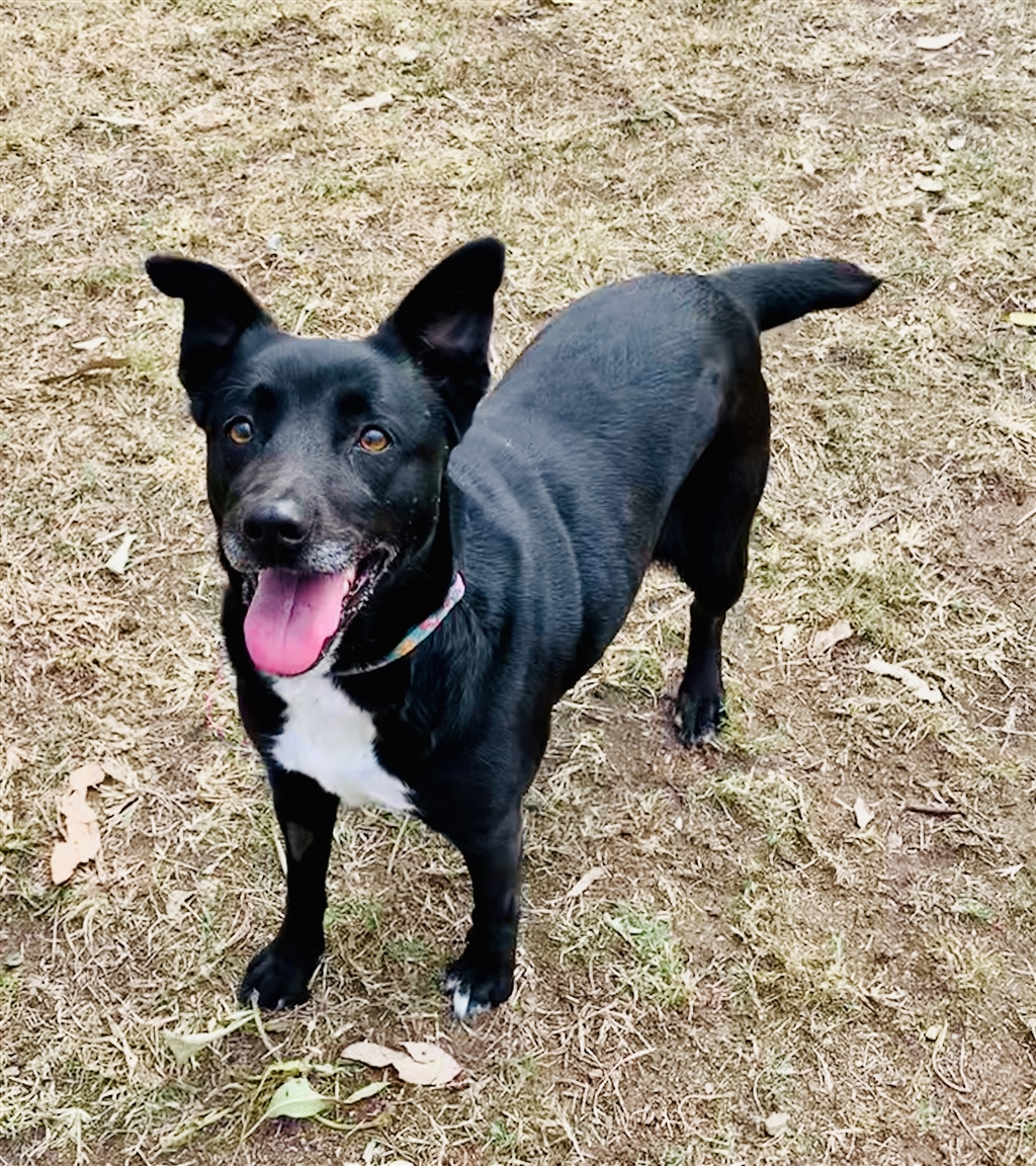 Maggie - Medium Female Border Collie x Tasmanian Smithfield Dog Mix Dog ...