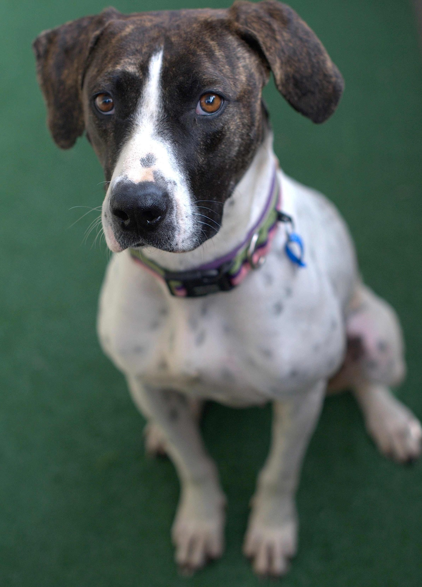 Spot - Large Female Pointer Dog in NSW - PetRescue