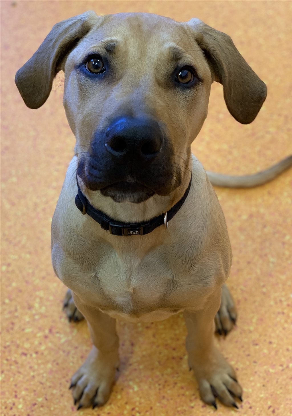 Finn - Large Male Bullmastiff x Rhodesian Ridgeback Mix Dog in QLD ...