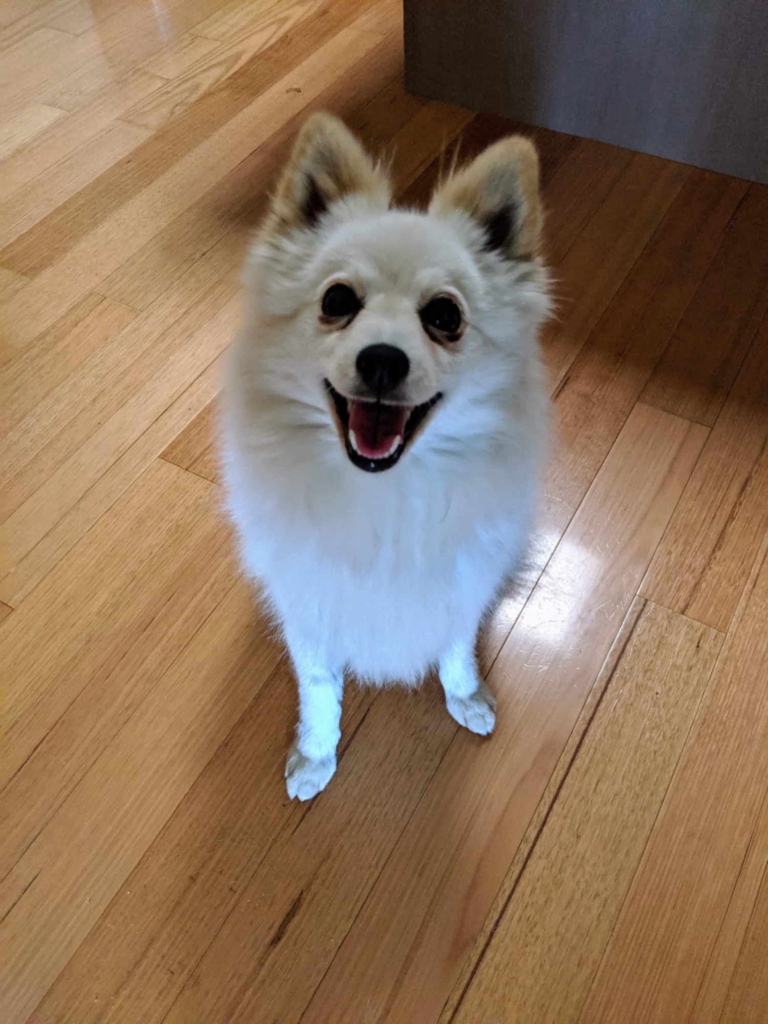 Bo - Small Female German Spitz Dog in VIC - PetRescue