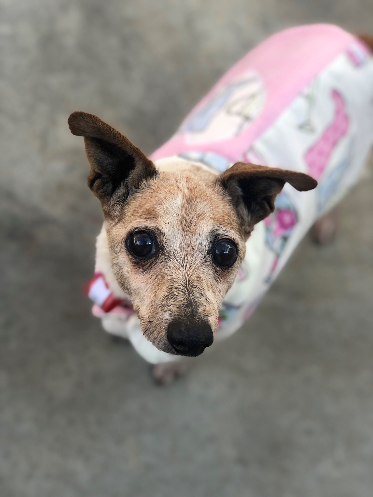 Poppy - Small Female Jack Russell Terrier Dog in VIC - PetRescue