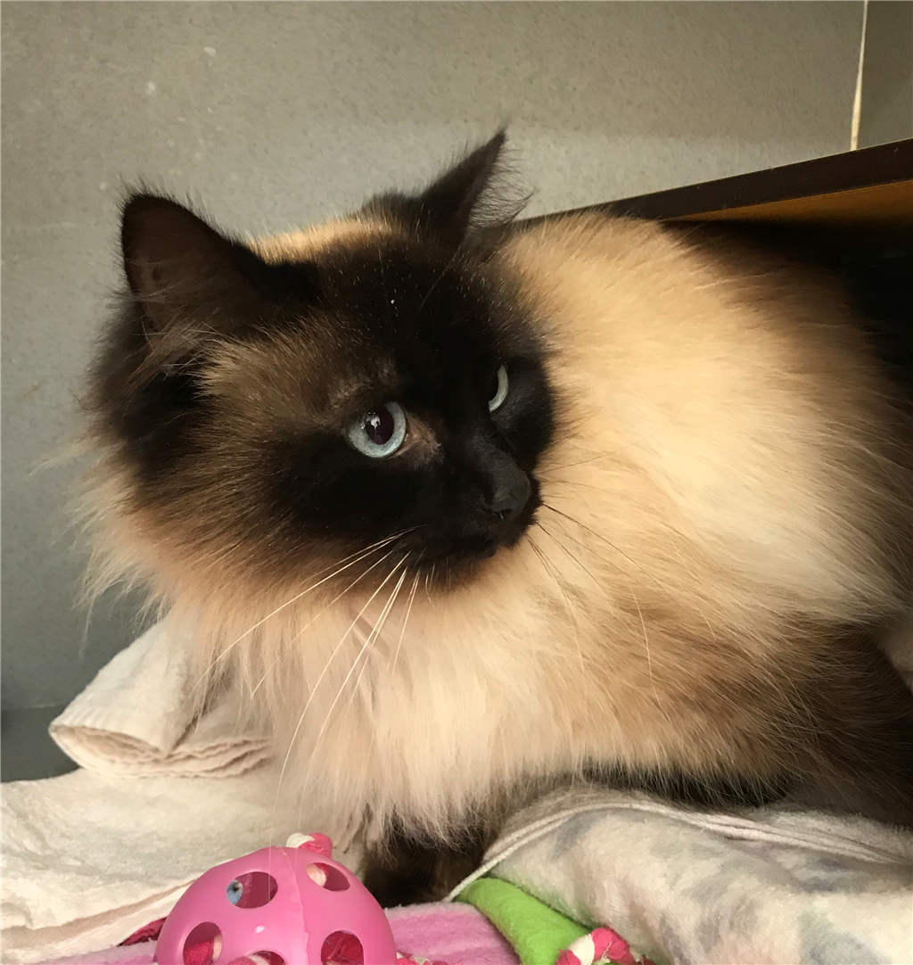 Evie - Female Birman Mix Cat in QLD - PetRescue