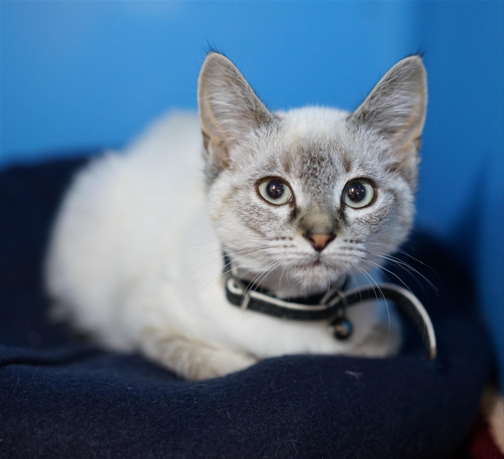 Princess Leia - Female Layanese Mix Cat in QLD - PetRescue