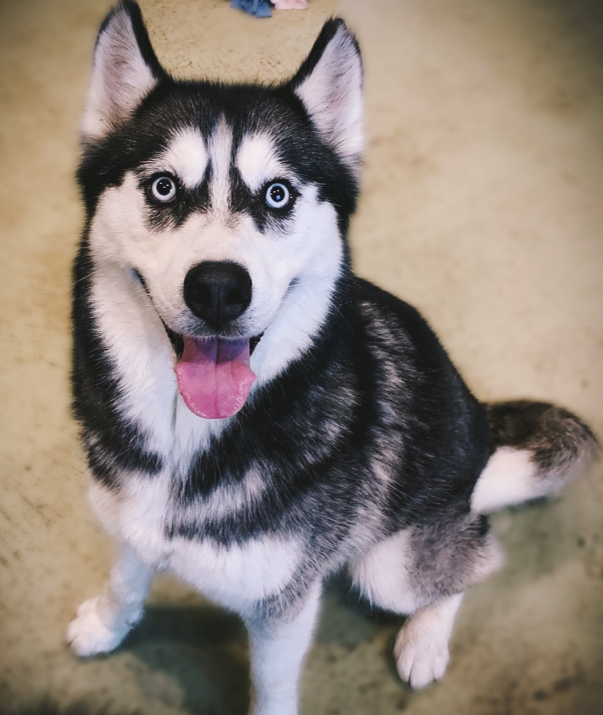Eski - Medium Male Siberian Husky Dog in VIC - PetRescue
