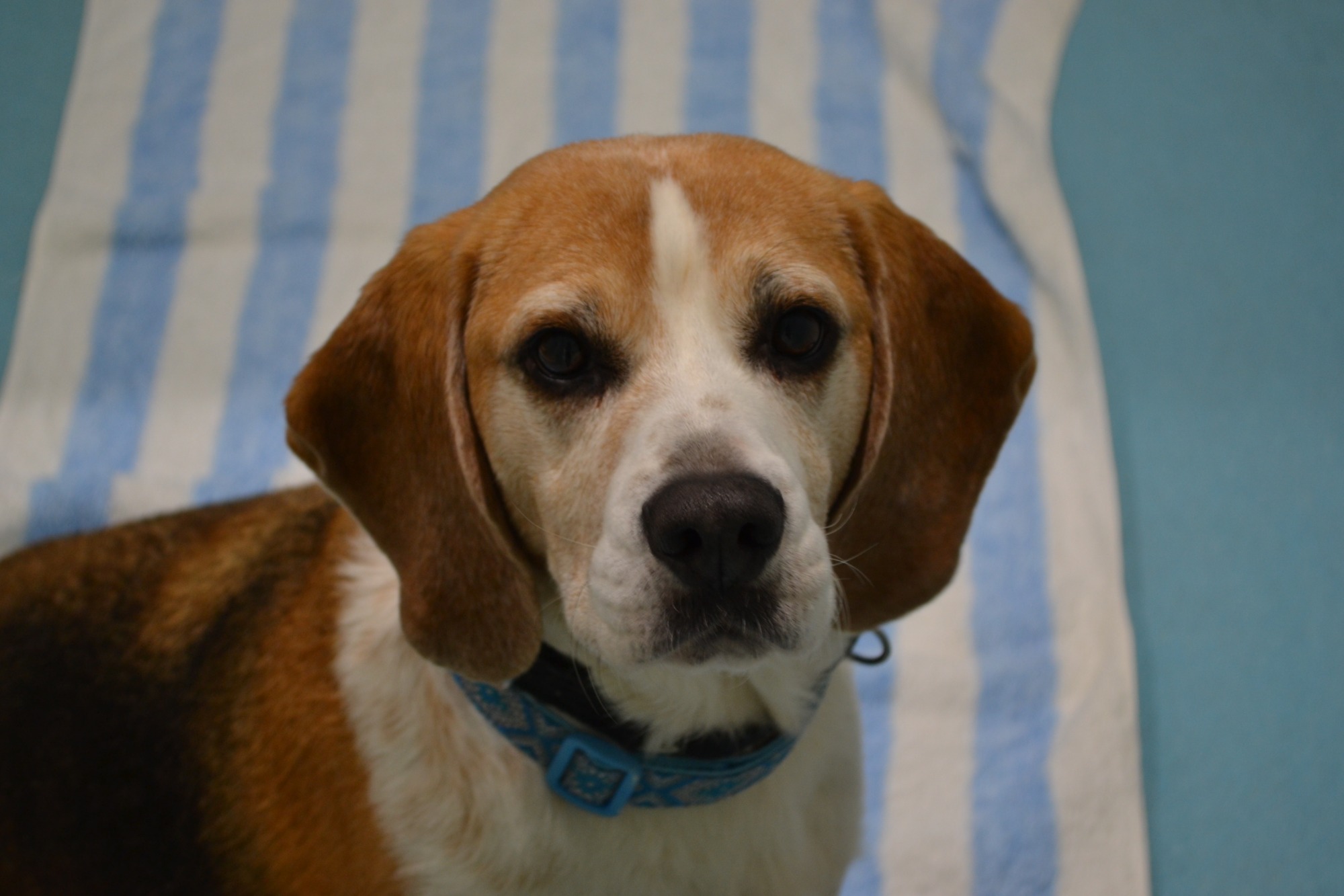 Opal - Medium Female Beagle Dog in VIC - PetRescue