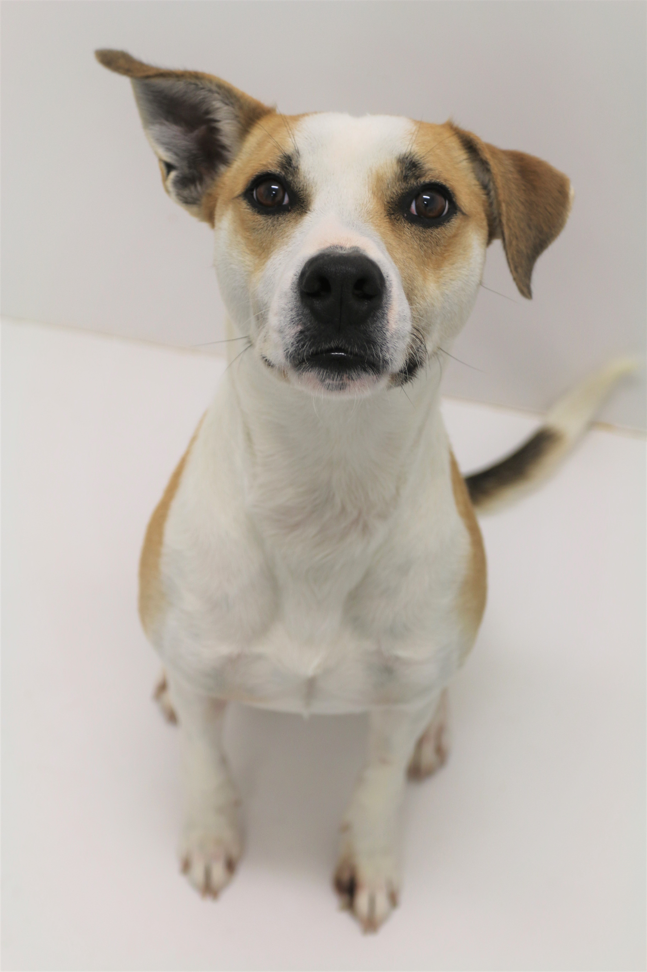 Max - Medium Male Staffy Dog in NSW - PetRescue