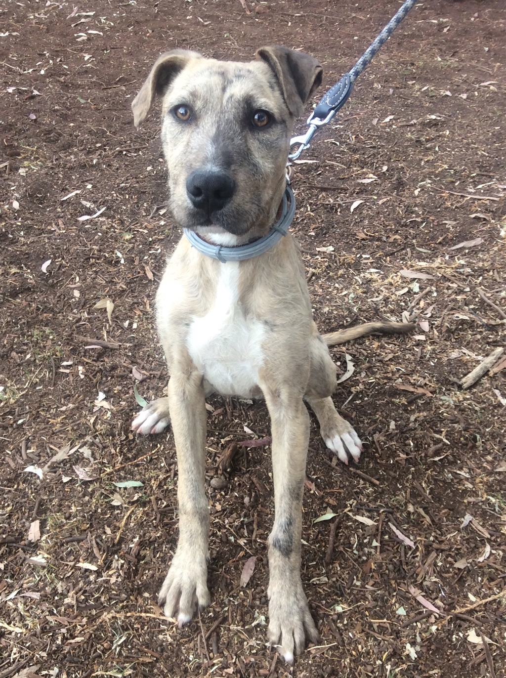 Chad - Large Male Staghound Mix Dog in QLD - PetRescue