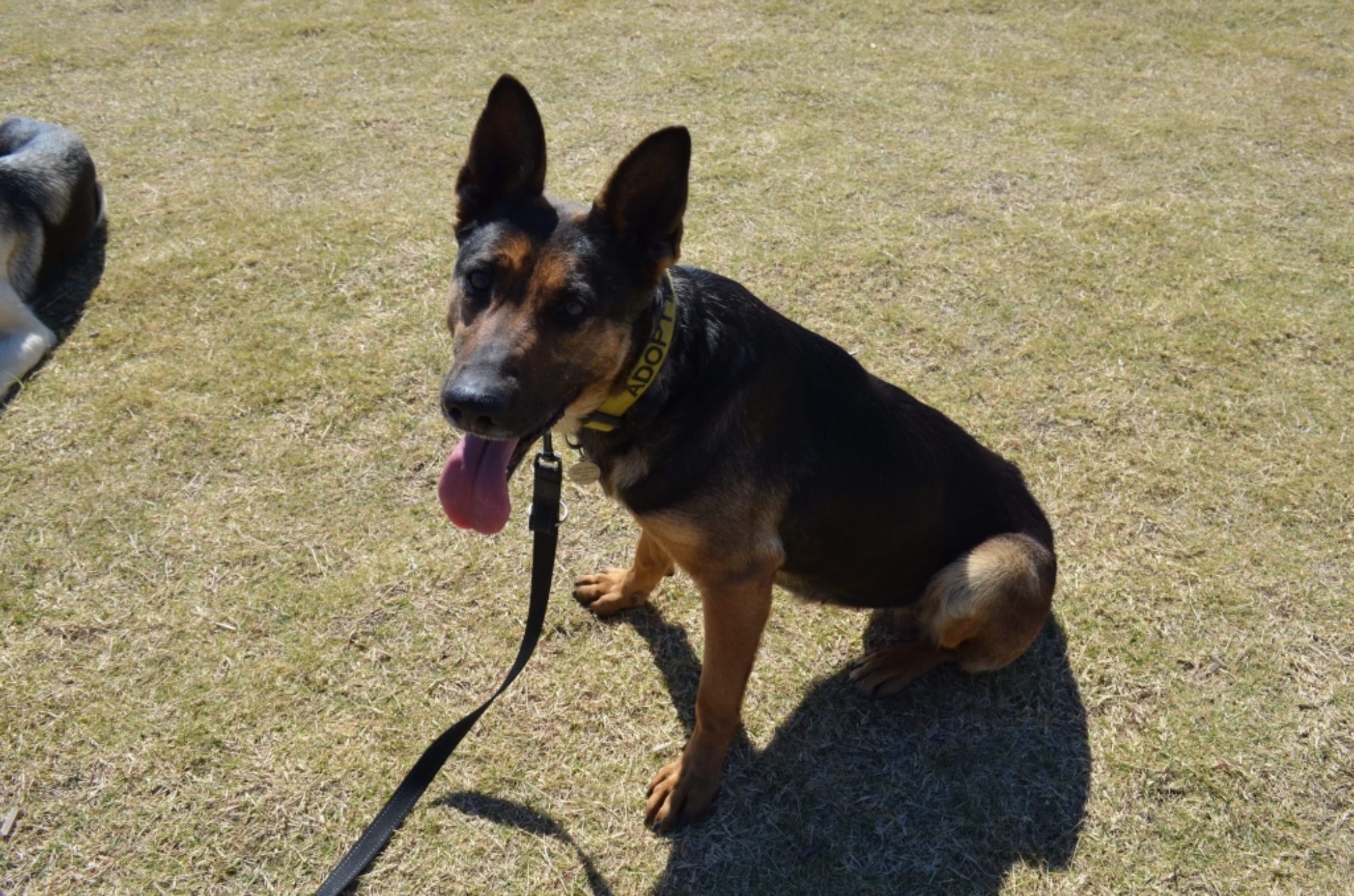 Eva - Large Female German Shepherd x Kelpie Mix Dog in QLD - PetRescue