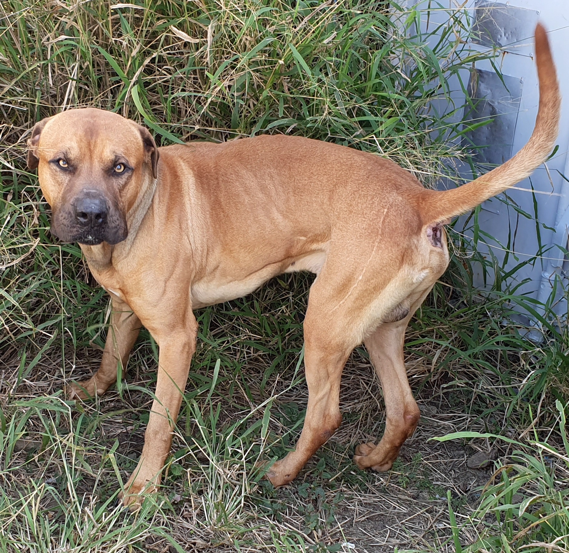 Bear - Large Male Mastiff Mix Dog in QLD - PetRescue