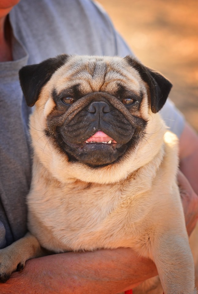 Tyson - Small Male Pug Dog in NSW - PetRescue