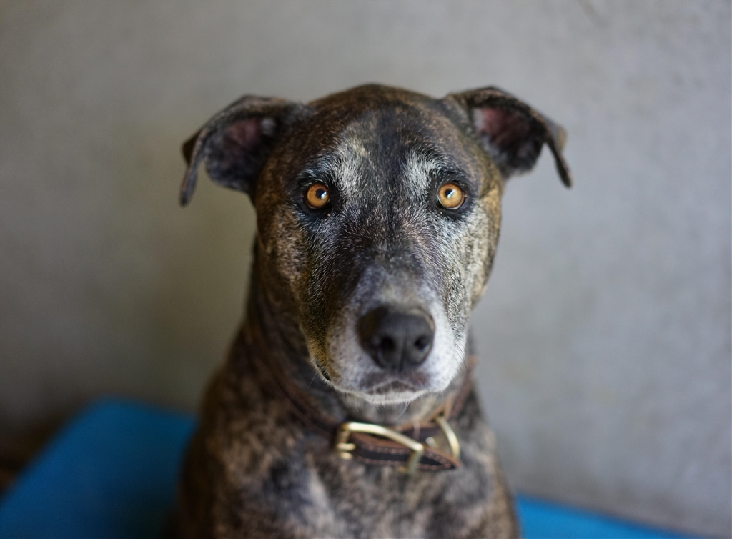 Sylvie - Large Female Greyhound x Rottweiler Mix Dog in QLD - PetRescue