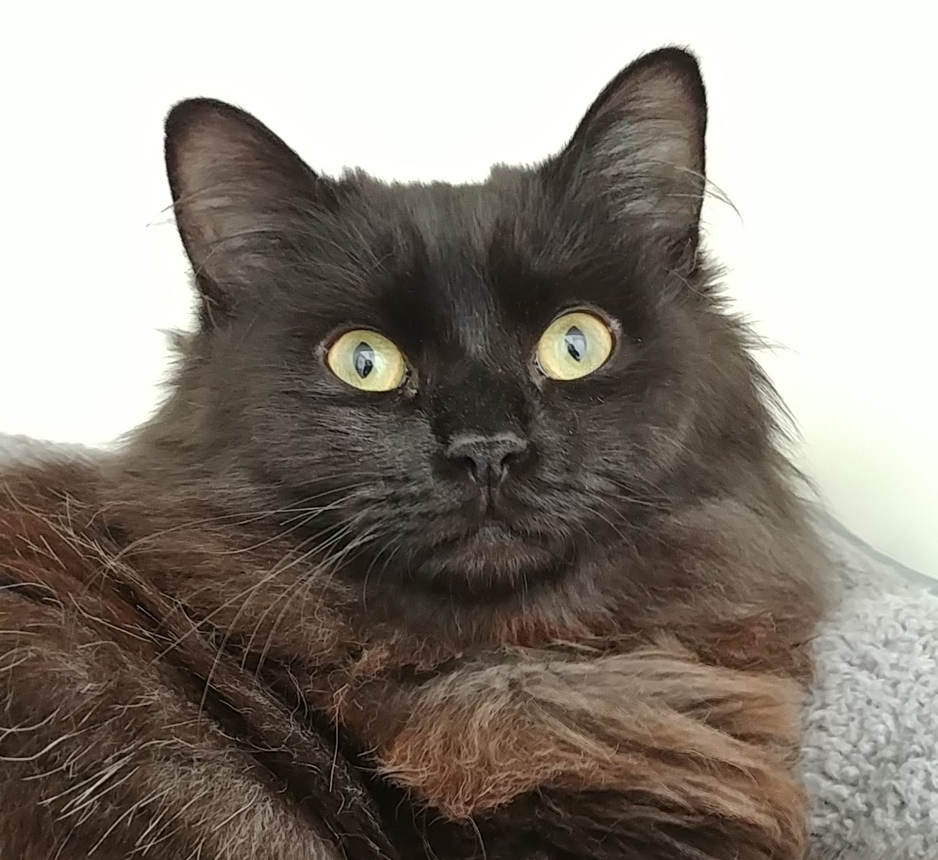 Coco - Male Domestic Long Hair Cat in VIC - PetRescue