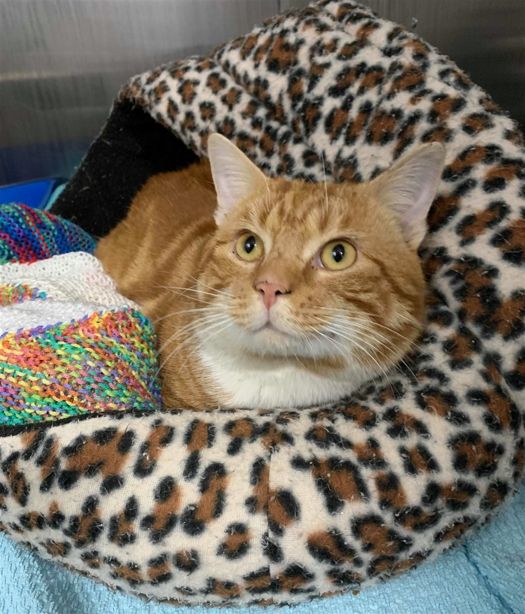Tiger - Male Domestic Short Hair Cat in ACT - PetRescue