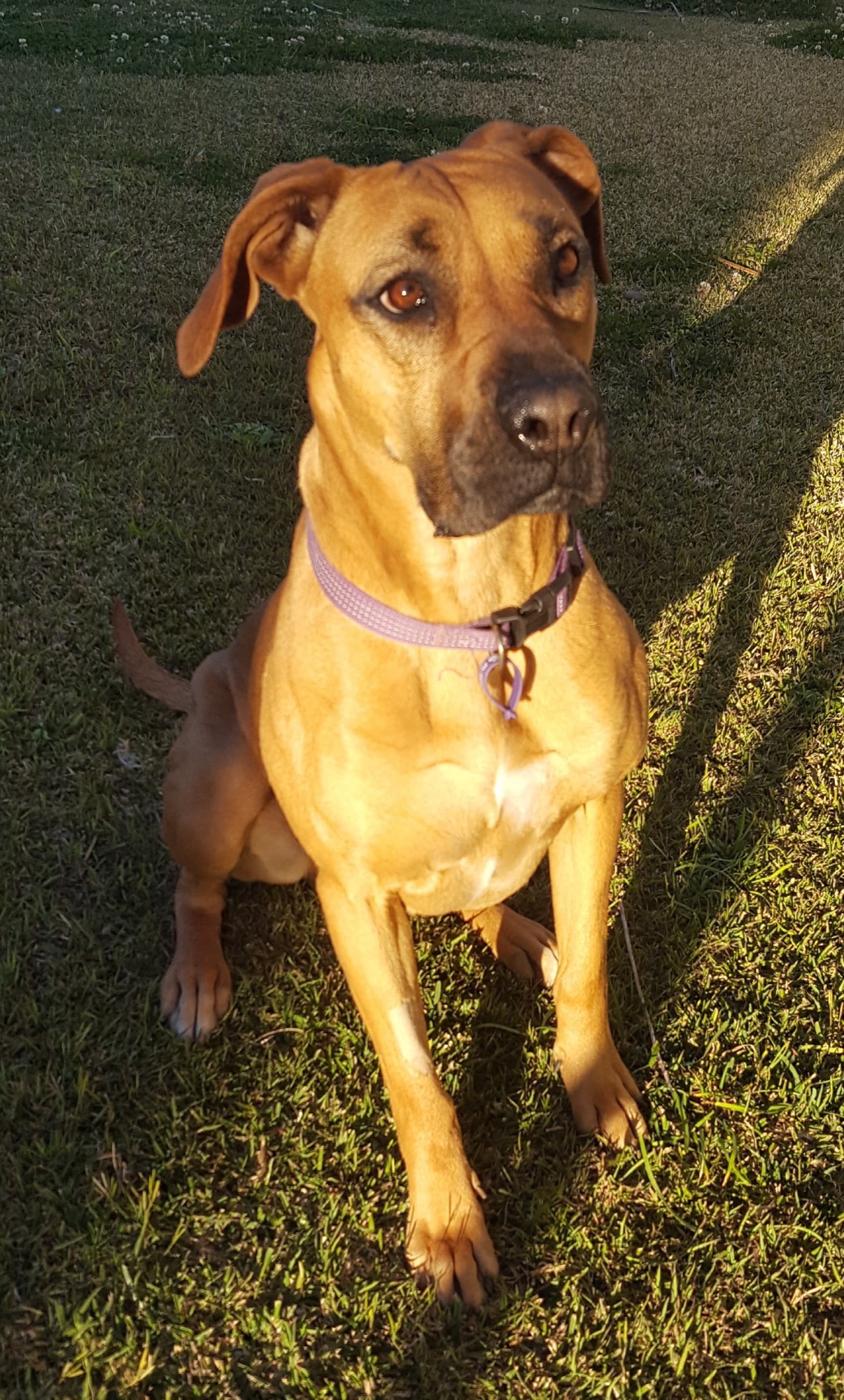Callie 🌼 - Large Female Boxer x Rhodesian Ridgeback x Staffy Mix Dog in ...