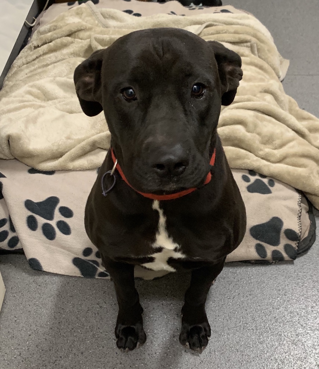 Billie (30kg) - Large Female Labrador x Mastiff Mix Dog in VIC - PetRescue