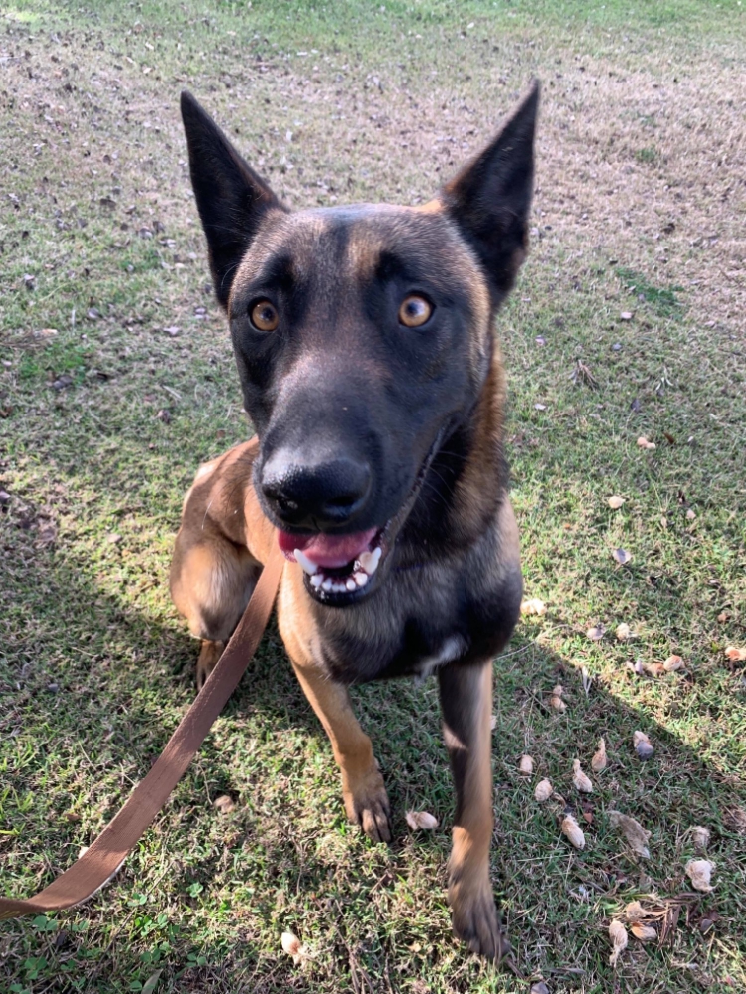 Titus - Large Male Belgian Shepherd - Malinois Dog in QLD - PetRescue