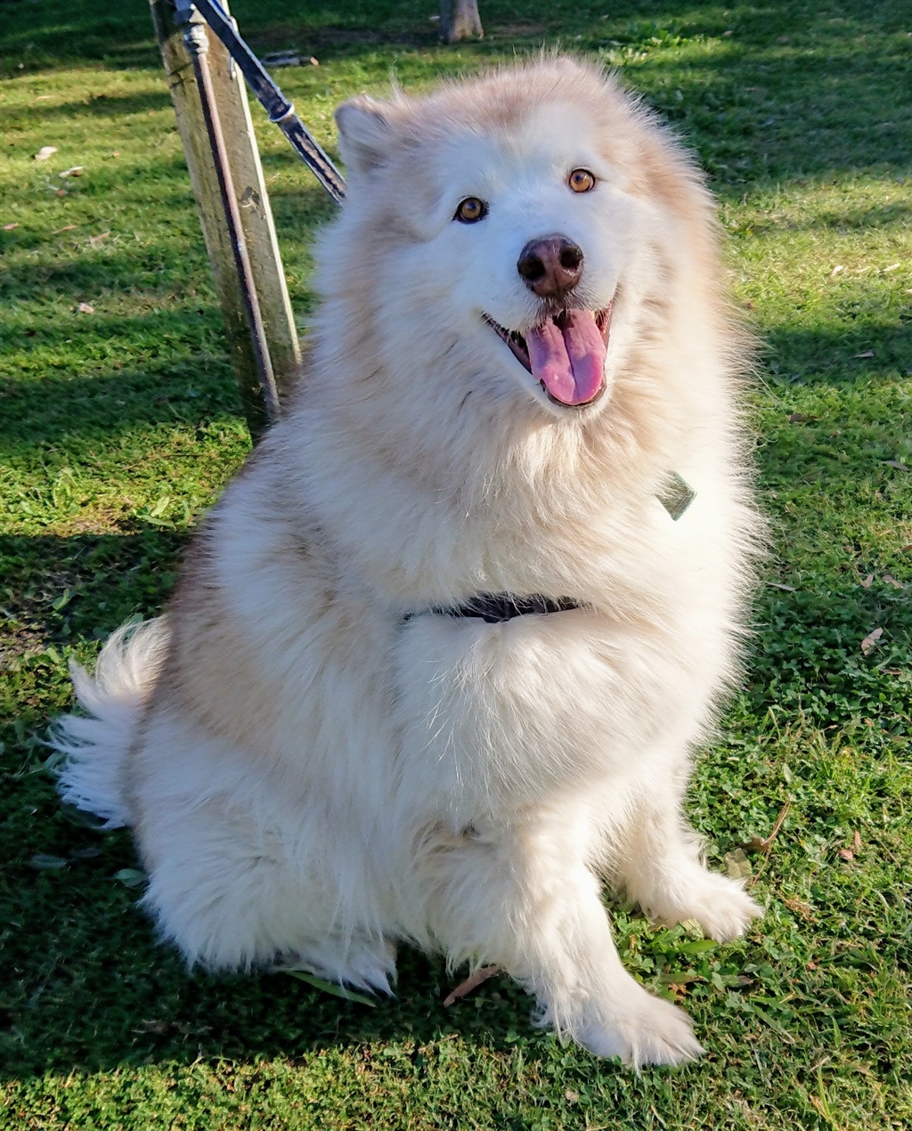 Bo - Large Male Alaskan Malamute Mix Dog in QLD - PetRescue