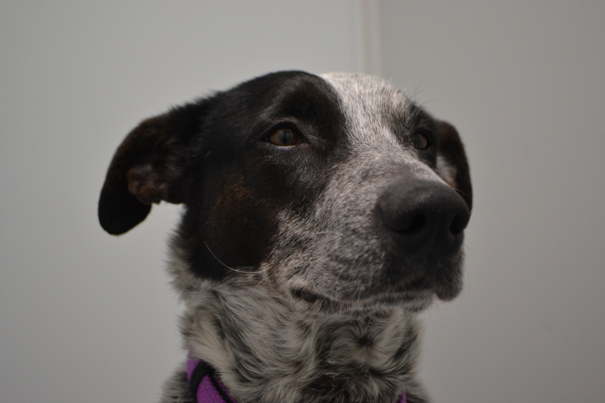 Frankie - Medium Female Border Collie x Staffy Mix Dog in VIC - PetRescue