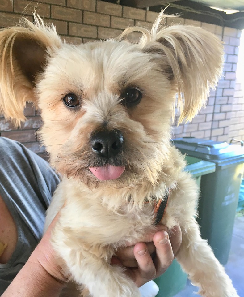 Bobby - Small Male Mixed Mix Dog in WA - PetRescue