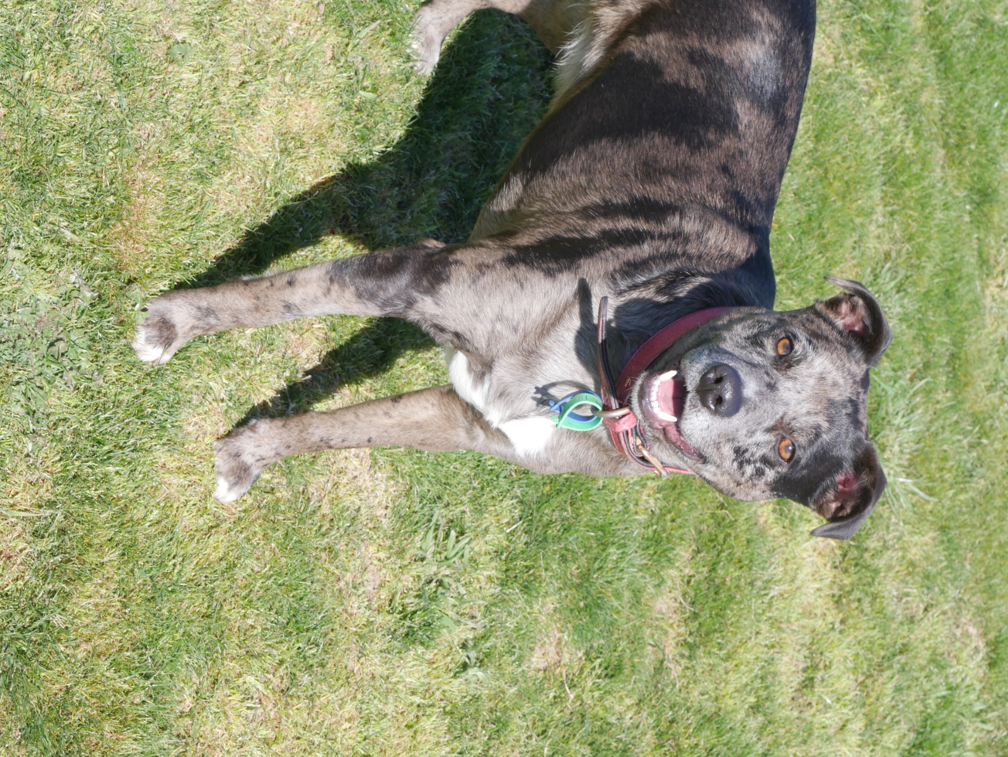 krissy - Medium Female Koolie x Staffy Mix Dog in VIC - PetRescue