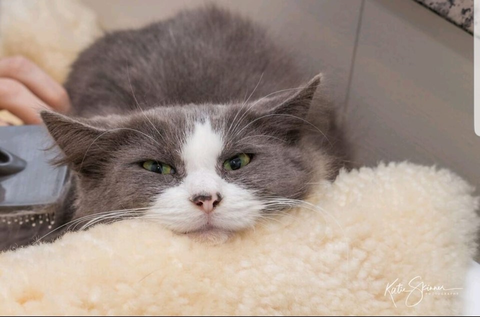 1259 - Sir Isaac Meowton - Male Domestic Short Hair Cat in WA - PetRescue