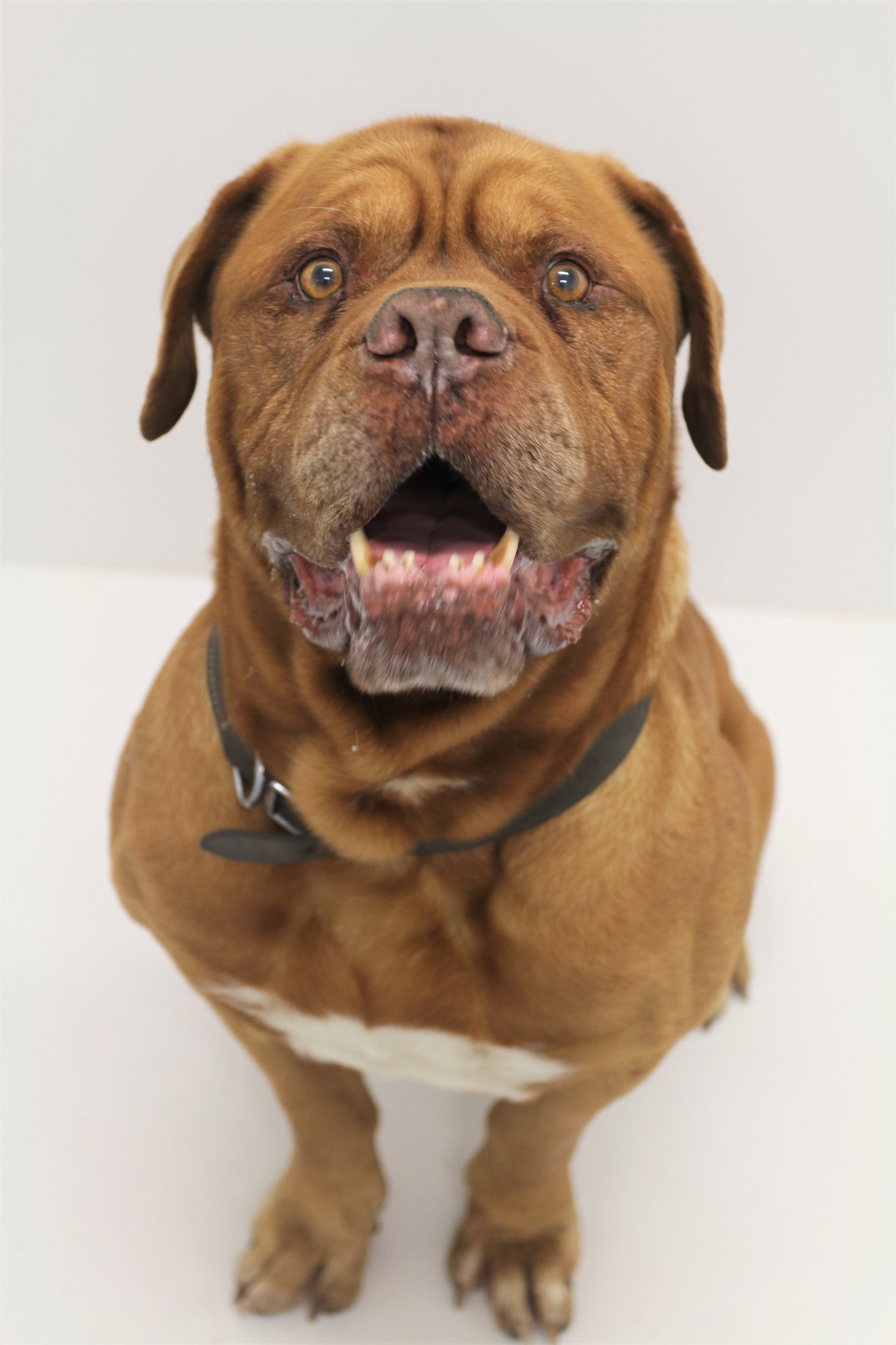 Clyde - Large Male Dogue De Bordeaux Dog in NSW - PetRescue