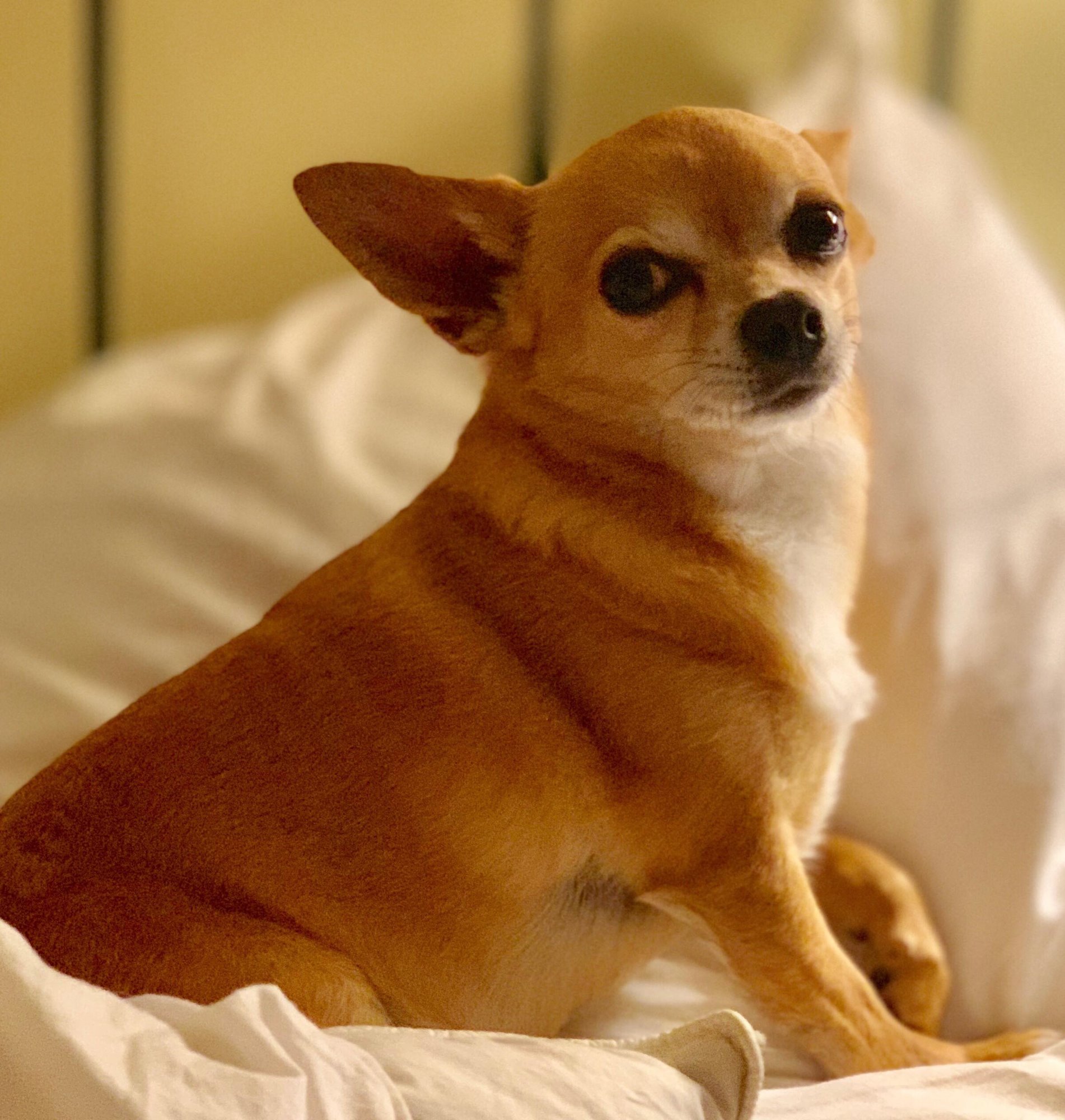 Koda and Bandie - Small Male Chihuahua Dog in QLD - PetRescue