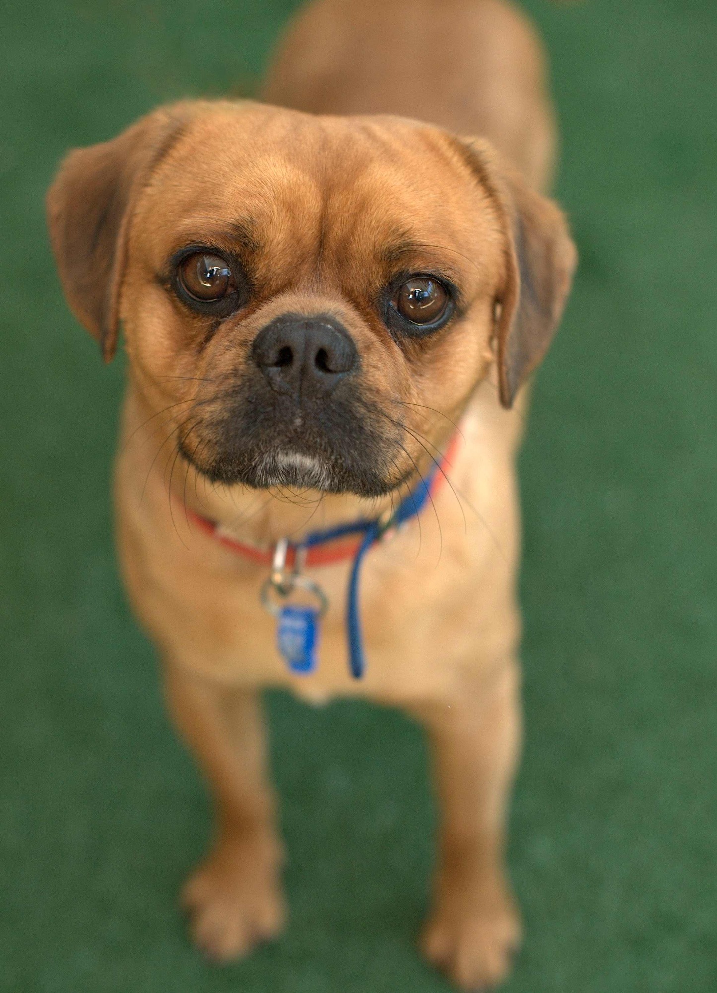 Rambo - Medium Male Pug x Cavalier King Charles Spaniel Mix Dog in NSW ...