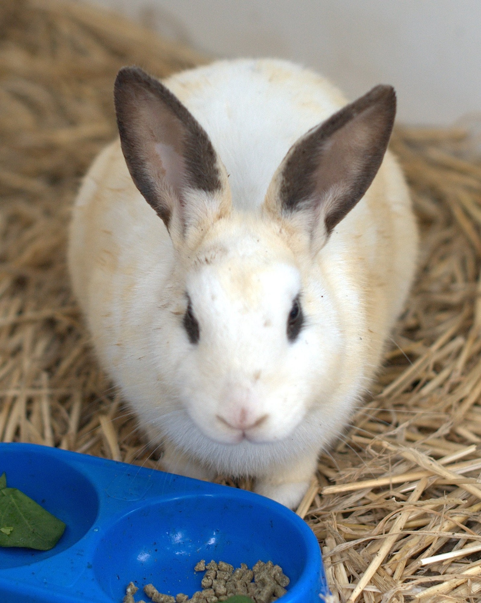 Rolland - Male Rabbit in NSW - PetRescue