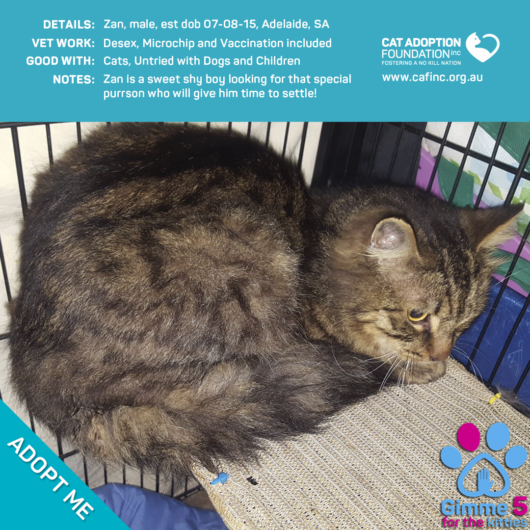 Zan - Male Domestic Medium Hair Cat in SA - PetRescue