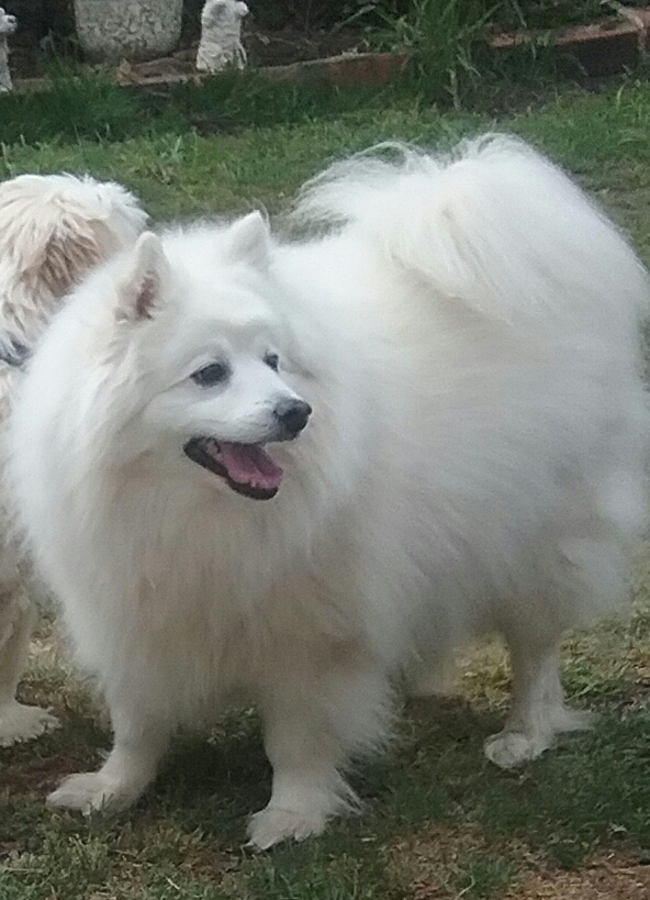 Archie - Medium Male Spitz Dog in ACT - PetRescue