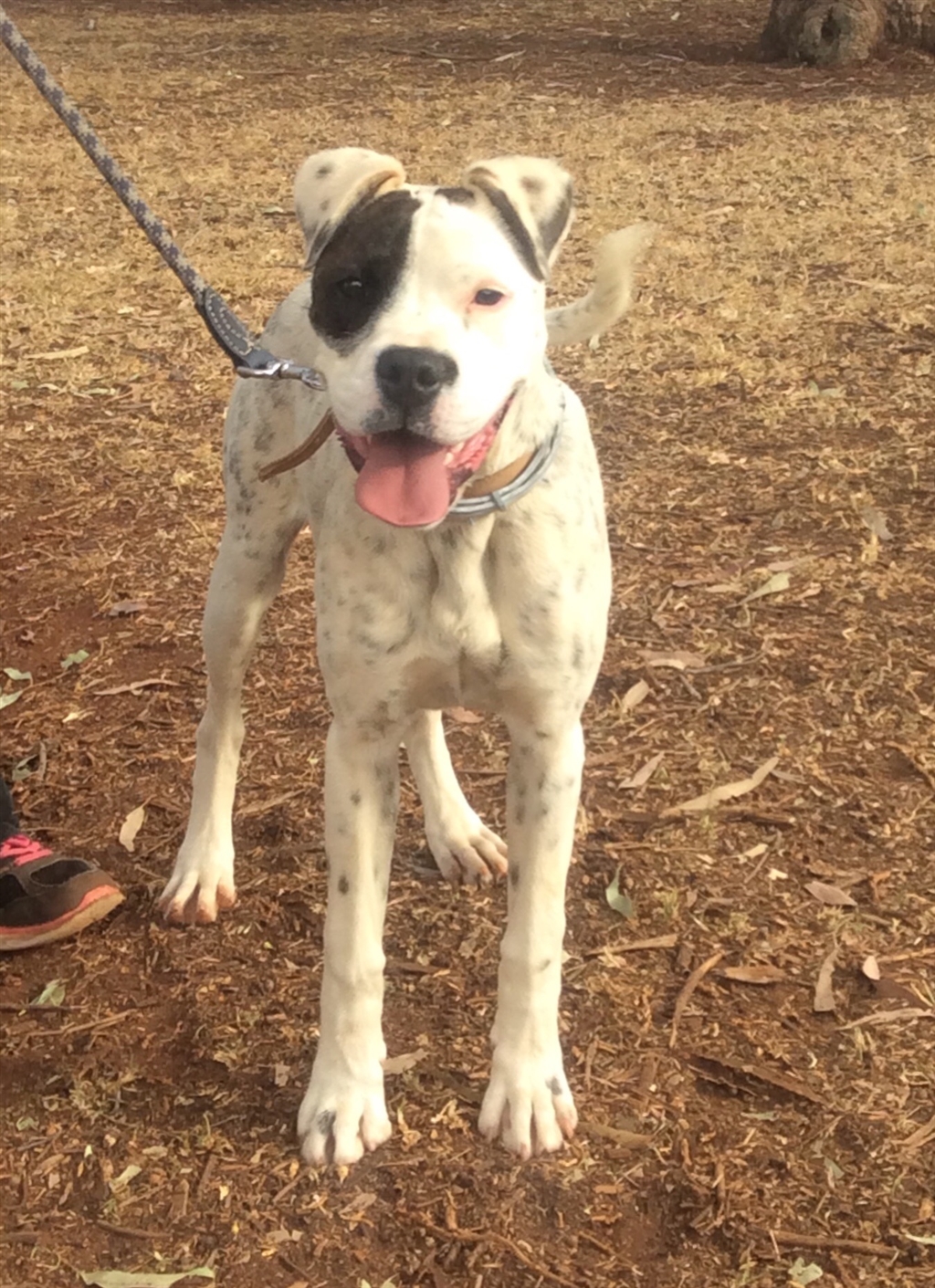 Bug - Medium Female Boxer x North Queensland Bullhound Mix Dog in QLD ...