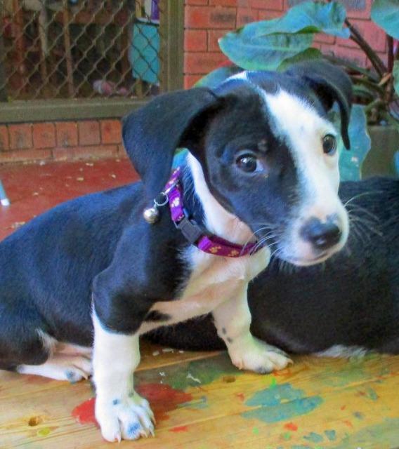 Boots - Medium Male Mixed Breed Dog in WA - PetRescue