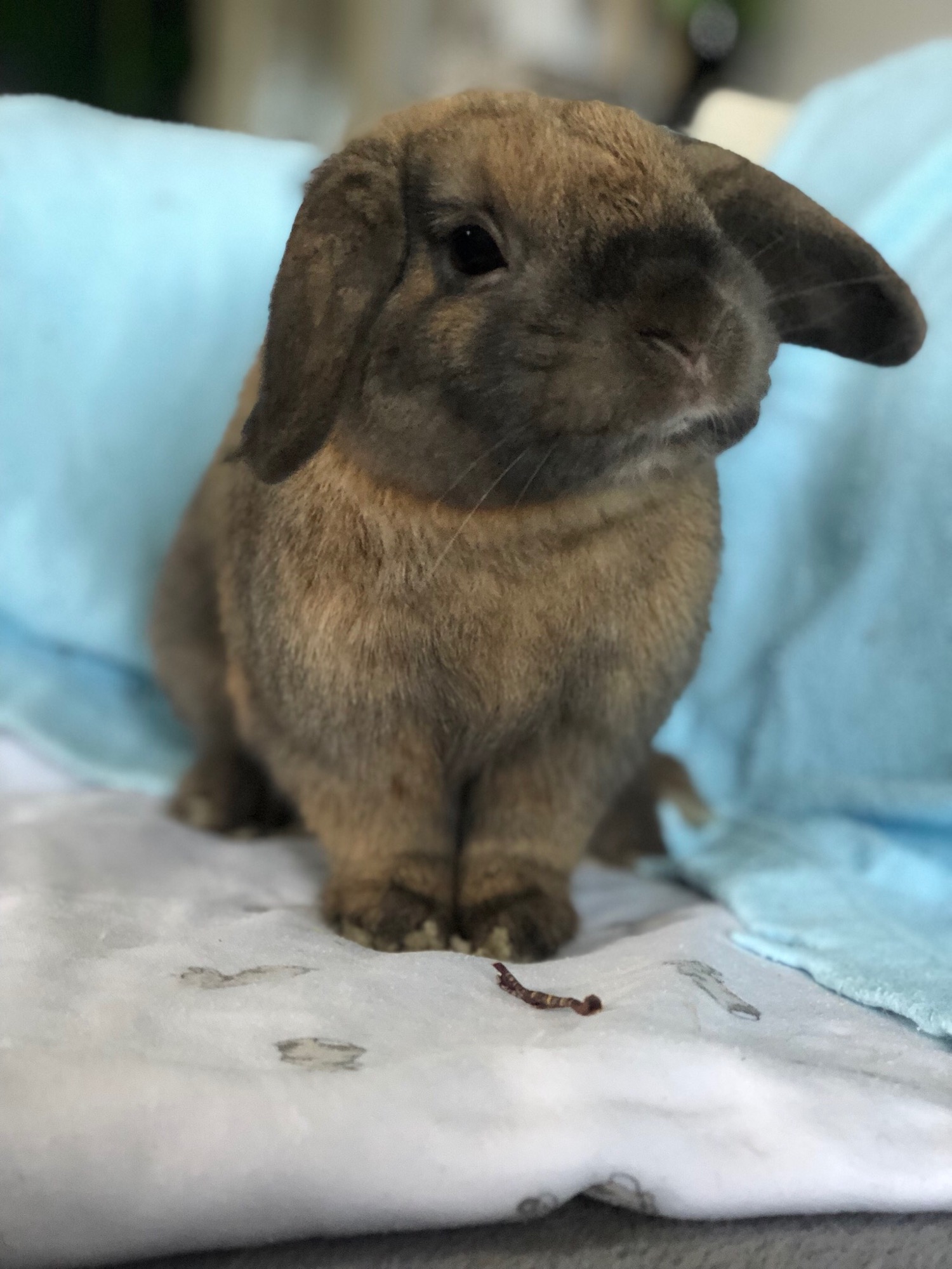 Freedom for Farmed Rabbits - PetRescue