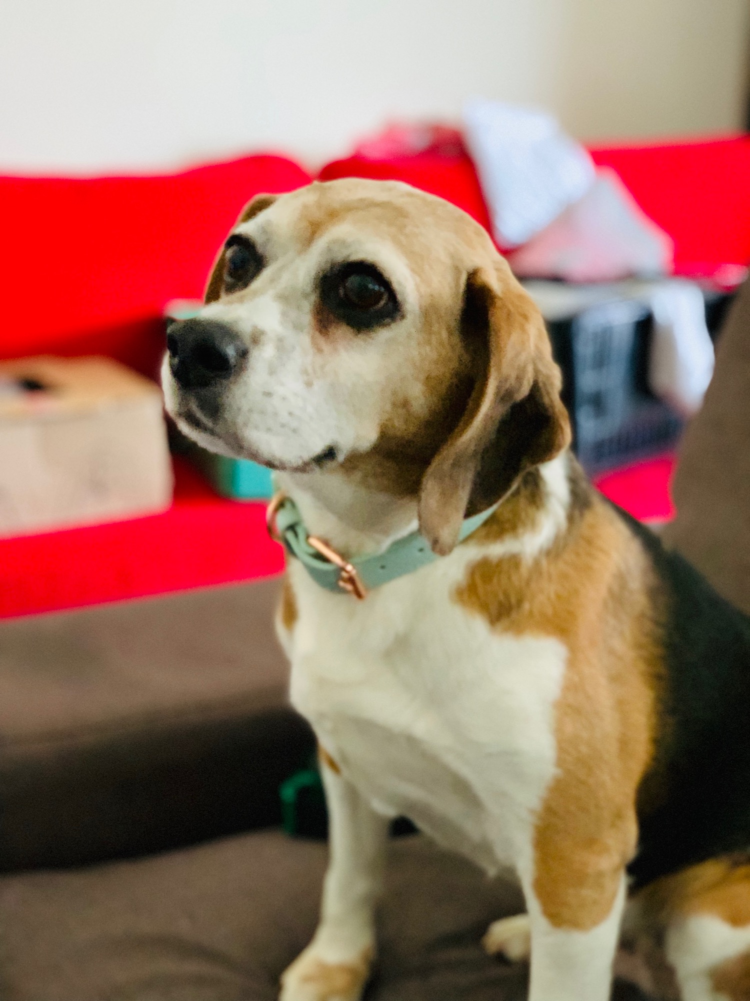 Meika - Medium Female Beagle Dog in VIC - PetRescue