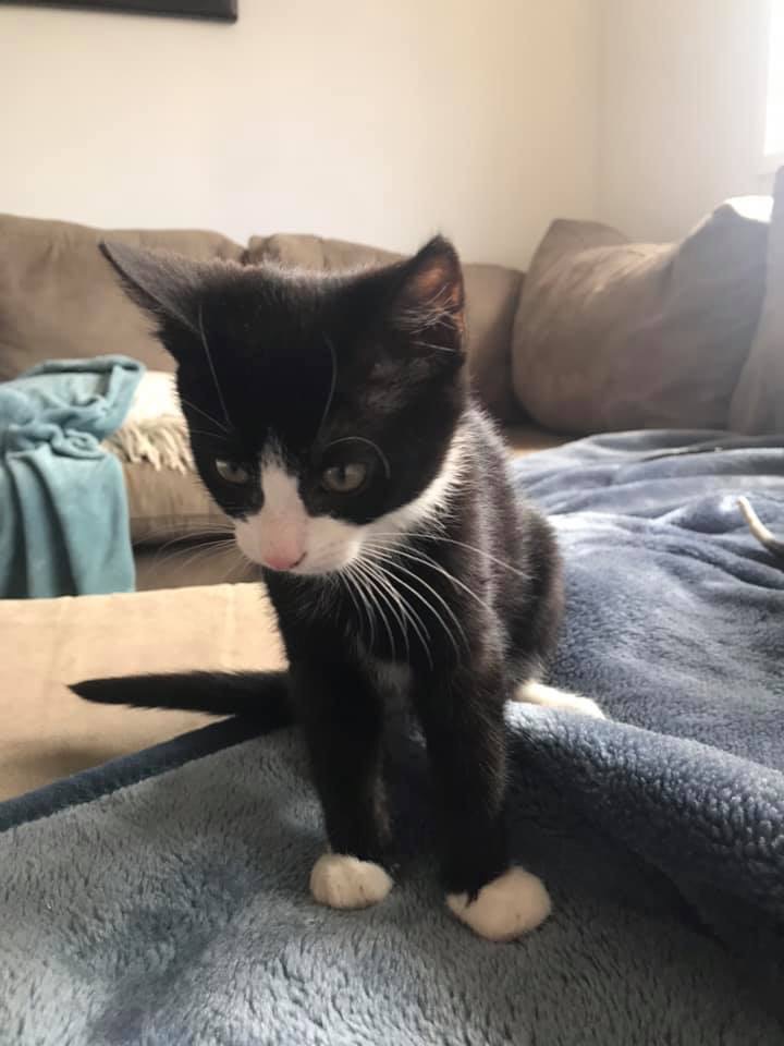 Boof - Male Domestic Short Hair Cat in NSW - PetRescue