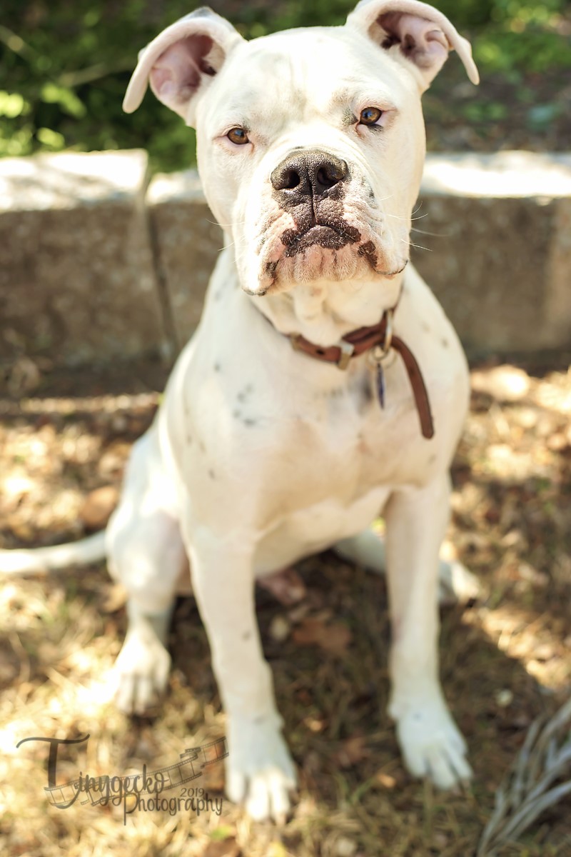 Walter - Medium Male American Bulldog Dog in QLD - PetRescue