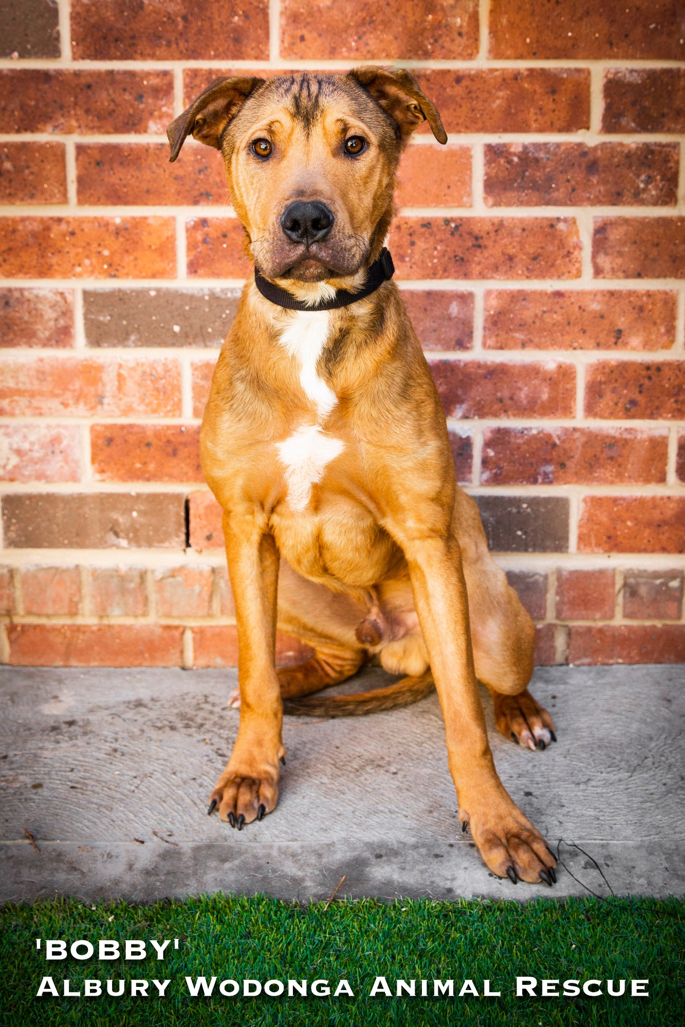 Bobby - Medium Male Kelpie x Rhodesian Ridgeback Mix Dog in NSW - PetRescue