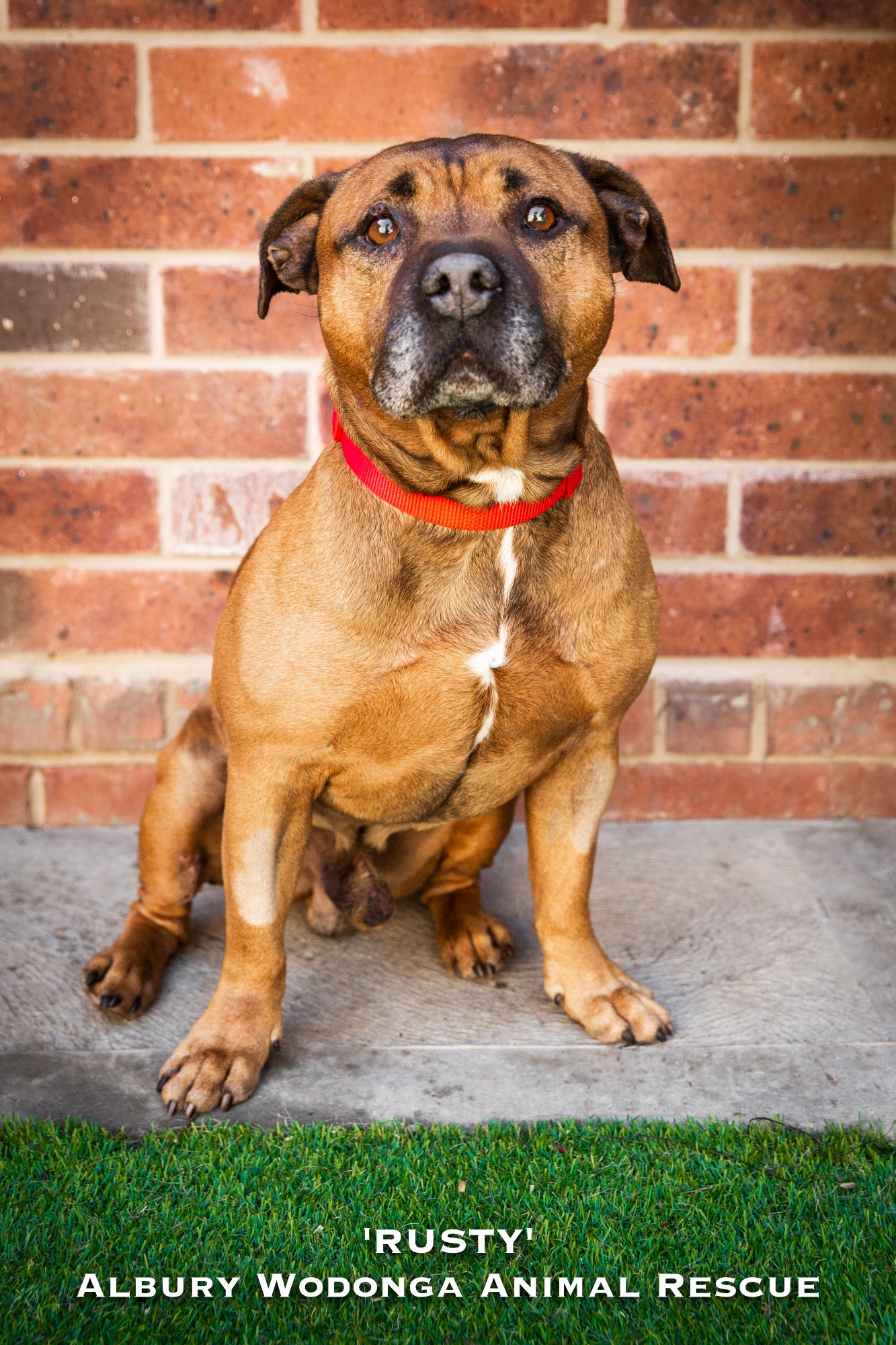 Rusty - Medium Male Staffordshire Bull Terrier Dog in NSW - PetRescue
