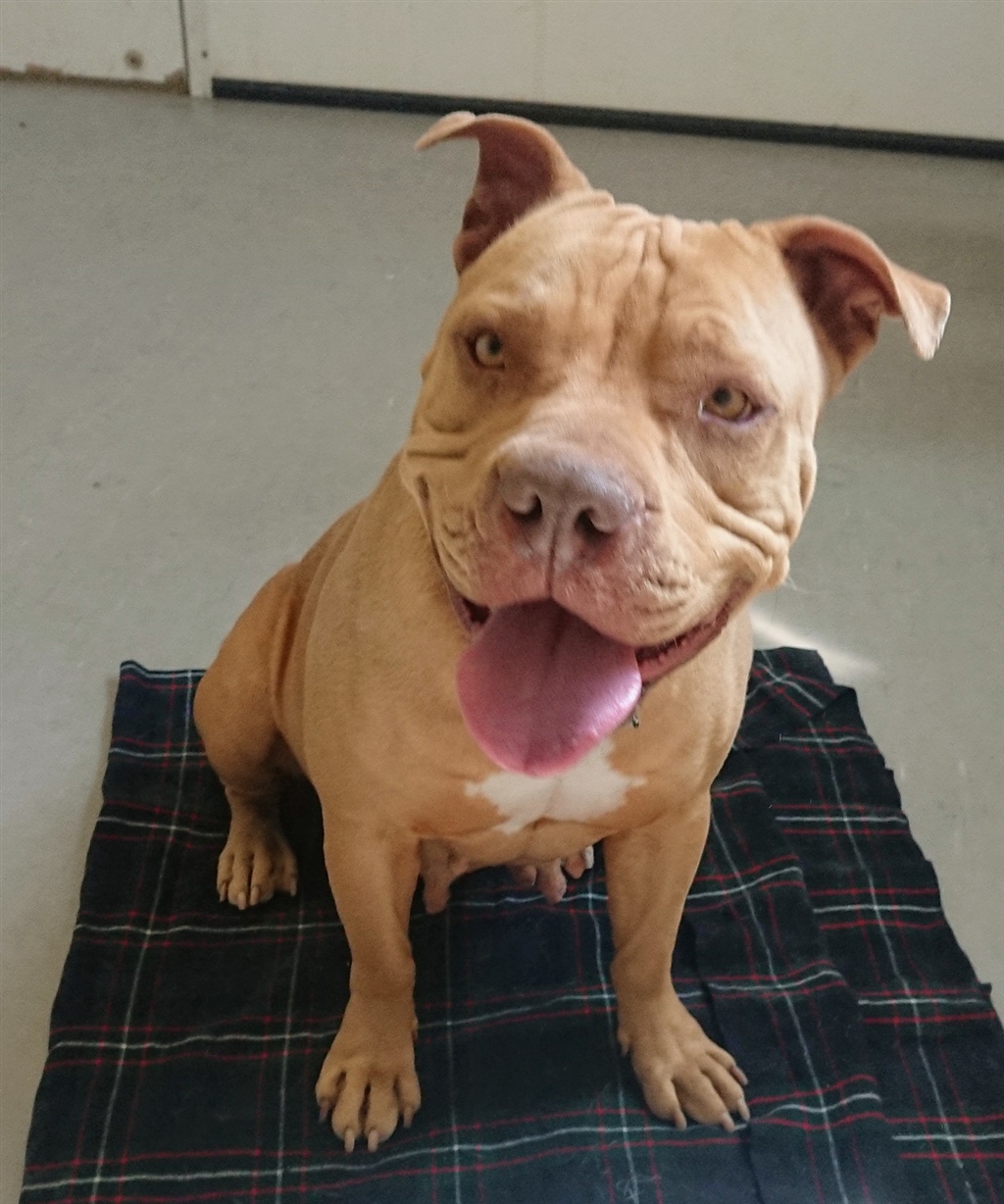 Rosie - Large Female Australian Bulldog x American Staffordshire Bull ...